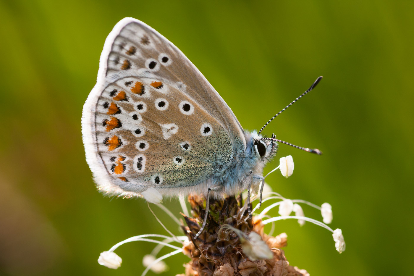 A Common Blue Butterfly - David Gibbeson Photography